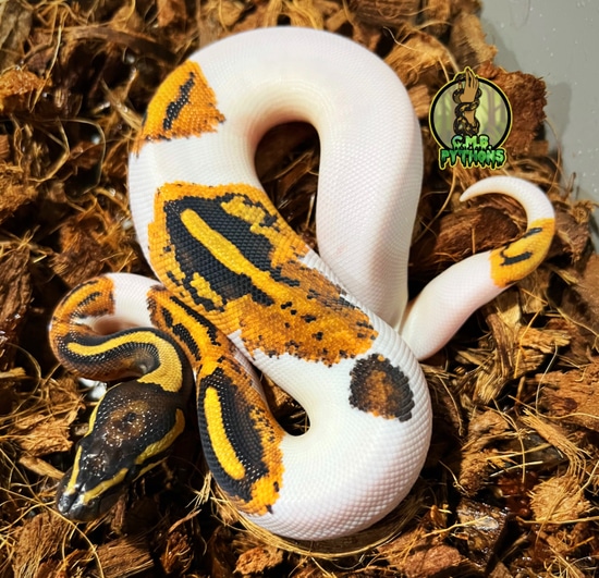 Yellow Belly Pied Ball Python by Grab My Ball Pythons