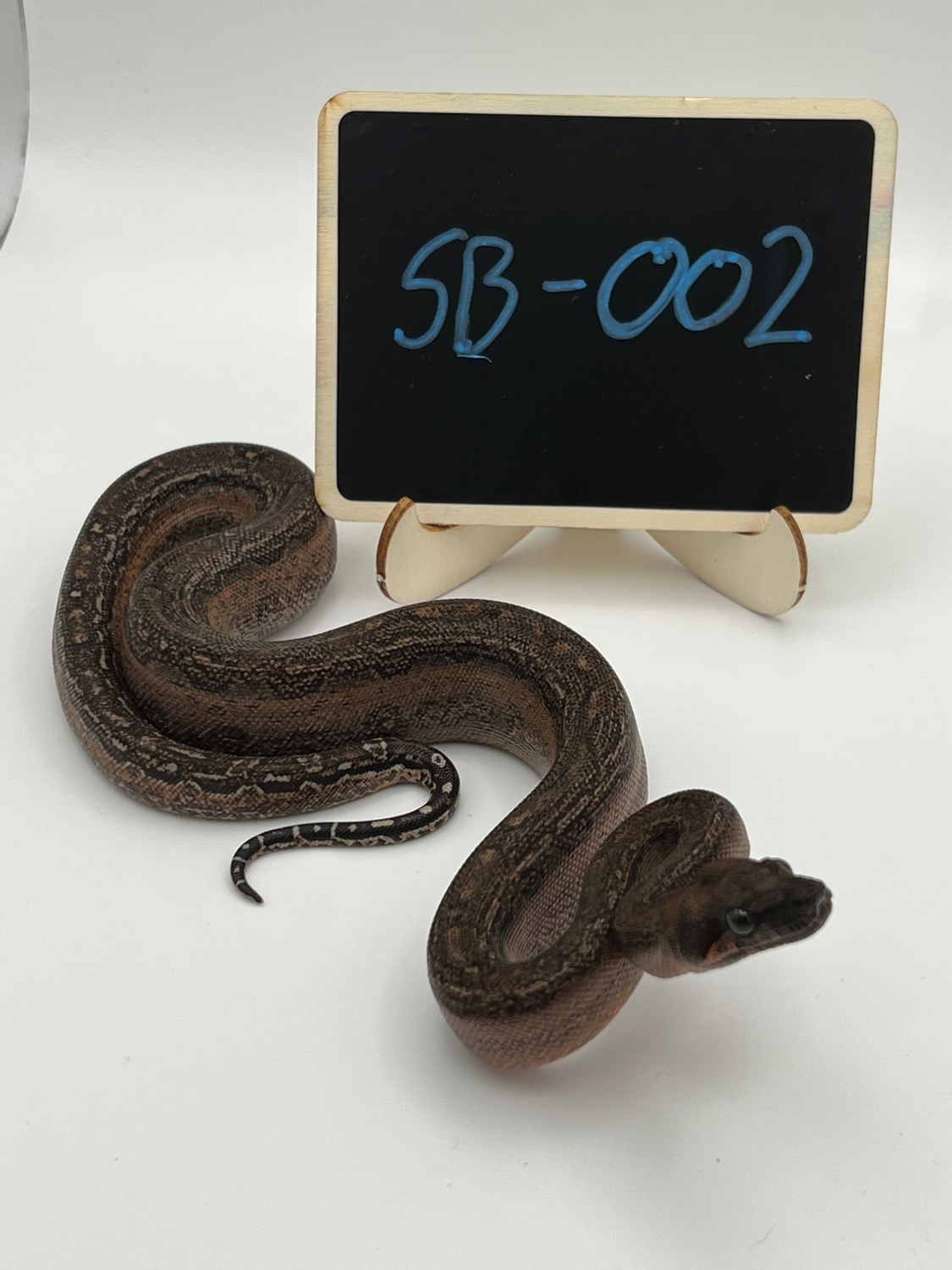 Sonoran Leopard Hypo Boa Constrictor by Geoffrey McKenzies Snakes and ...