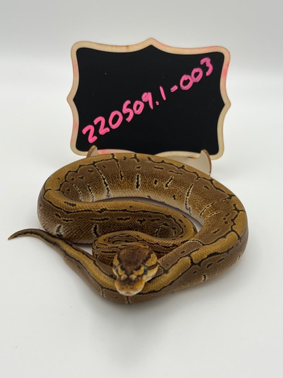 Enchi Pin Stripe Het Clown Ball Python by Geoffrey McKenzies Snakes and ...
