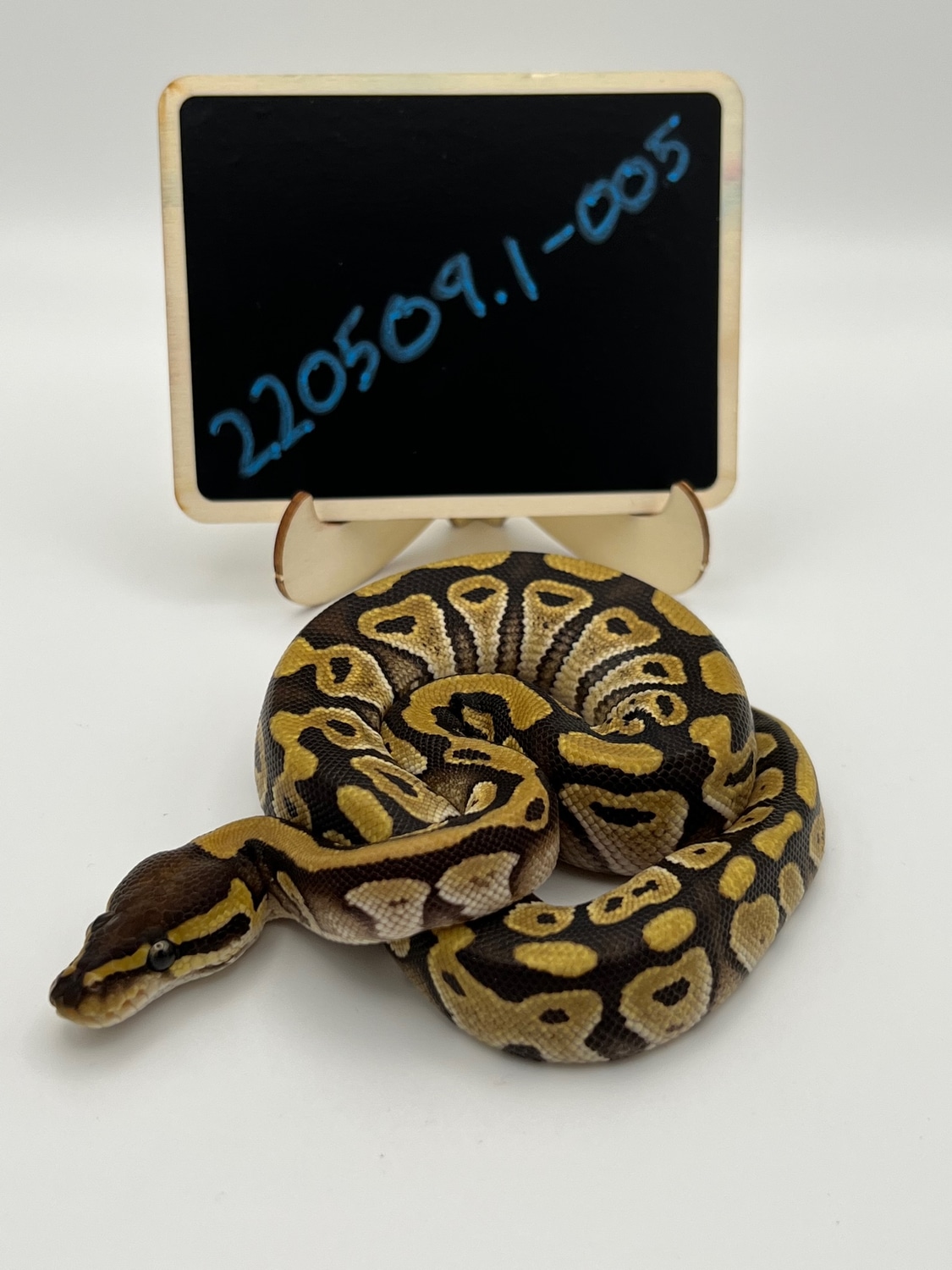 Mojave Het Clown Ball Python by Geoffrey McKenzies Snakes and Snacks ...