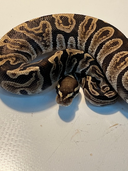 GHI Ball Python by Geoffrey McKenzies Snakes and Snacks