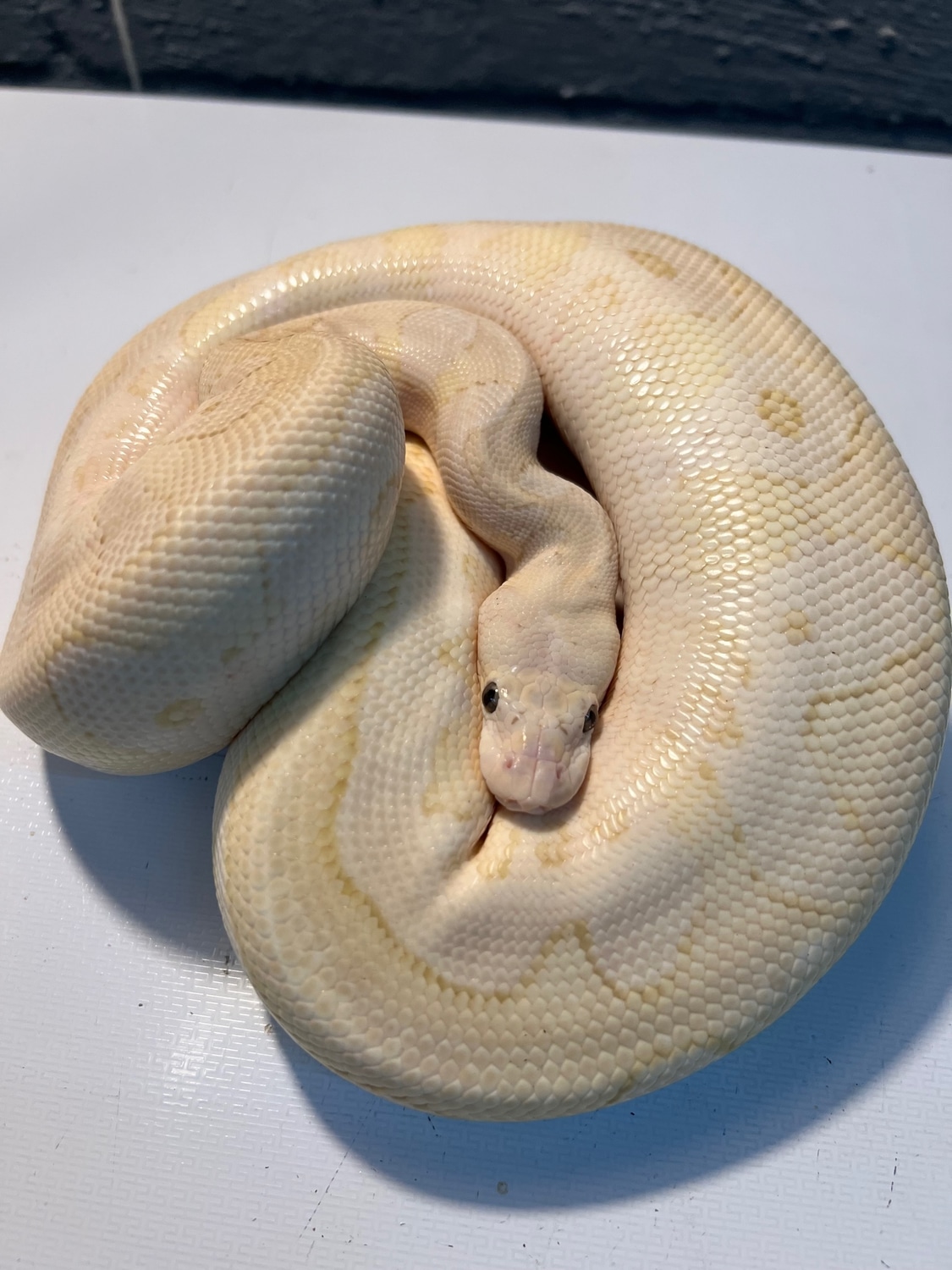 Pastel Lesser Clown Ball Python by Geoffrey McKenzies Snakes and Snacks ...