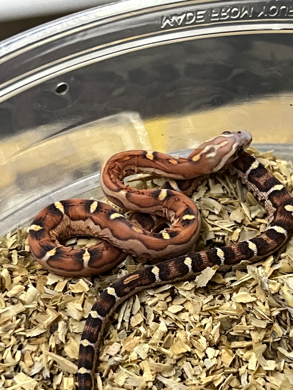 Scaleless Het Albino Het Anery Het Motley Corn Snake by Geoffrey ...
