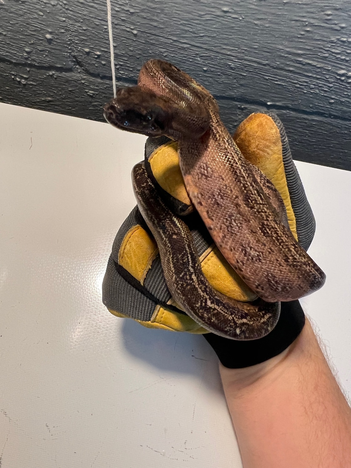 Sonoran Leopard Super Hypo Boa Constrictor by Geoffrey McKenzies Snakes ...