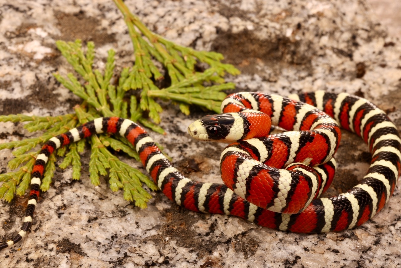 From Southern Arizona Stock Arizona Mountain Kingsnake by Merker ...