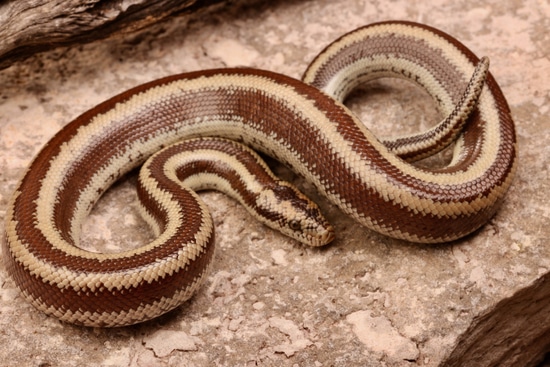 Mojave Desert Rosy Boa by Merker Reptiles