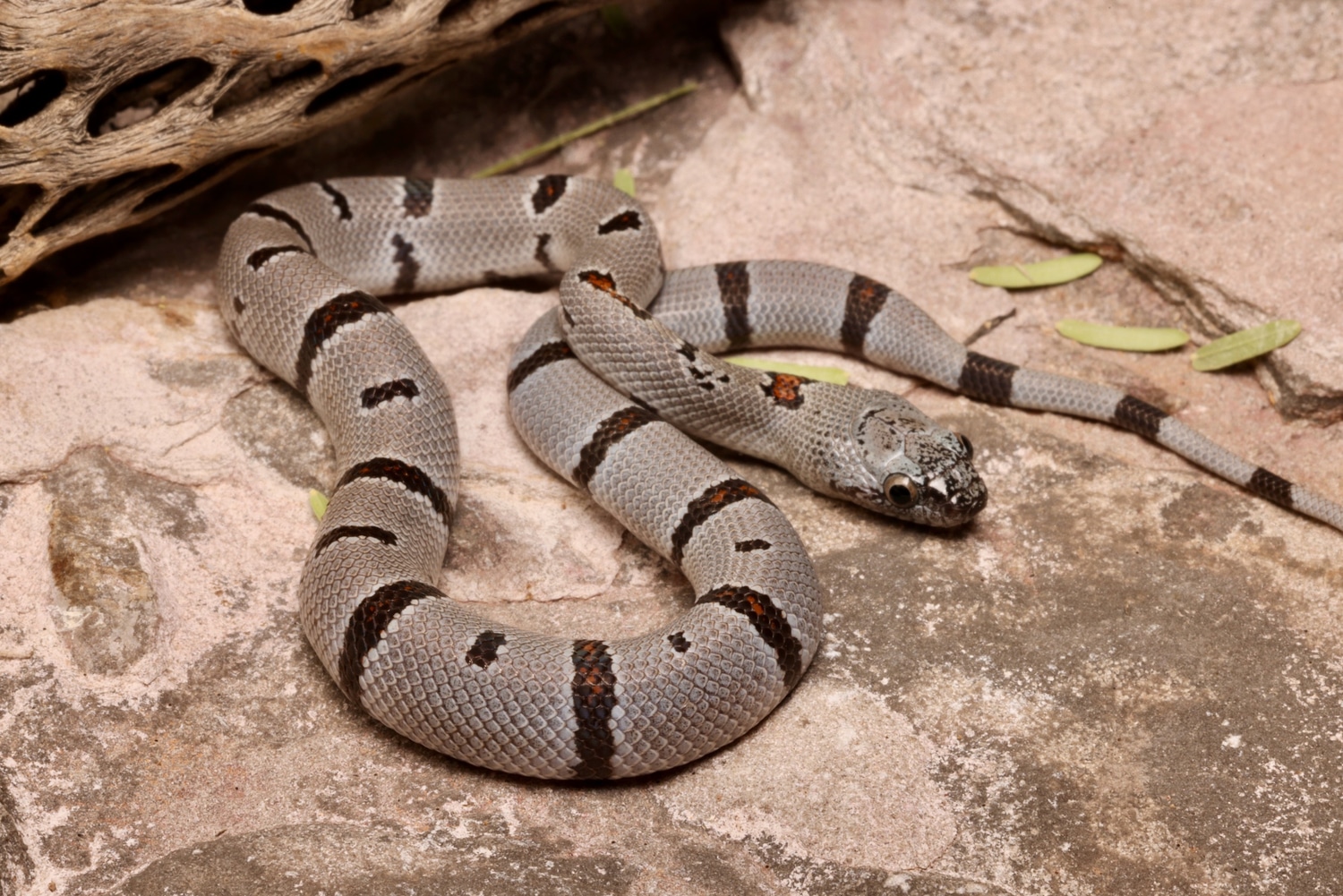 Highway 277 Gray-banded Kingsnake by Merker Reptiles - MorphMarket