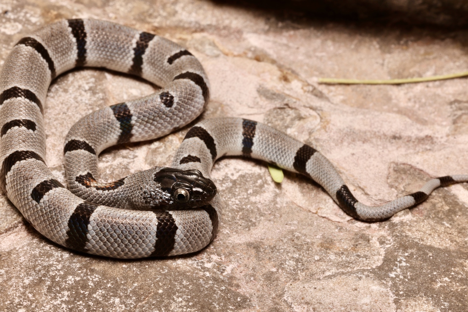 Highway 277 Gray-banded Kingsnake by Merker Reptiles - MorphMarket