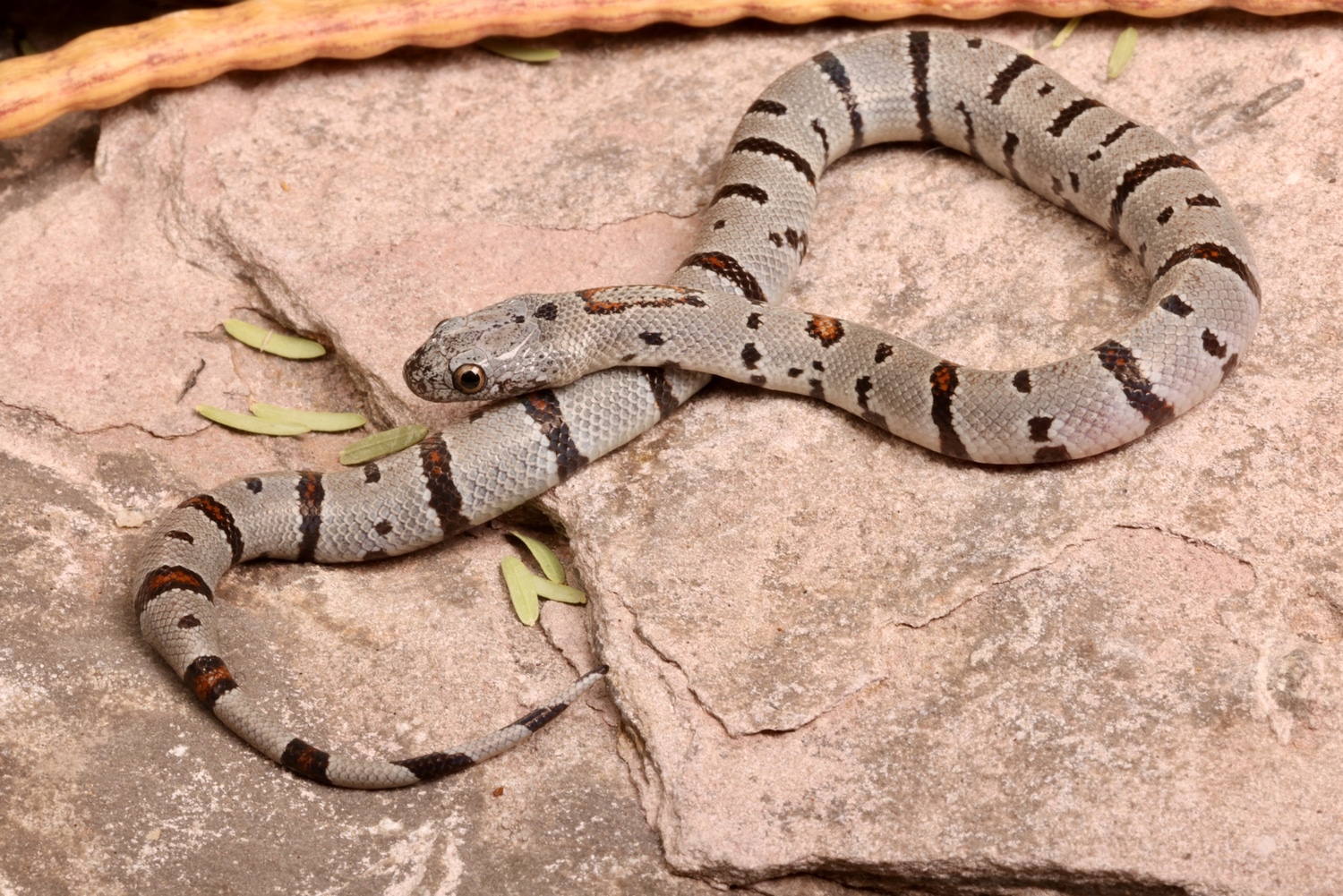277 Gray-banded Kingsnake by Merker Reptiles - MorphMarket