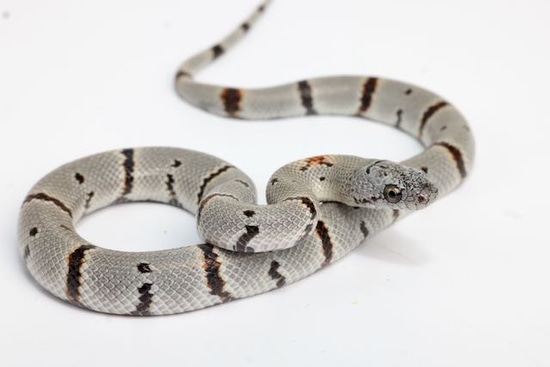 These Animals Are From Snakes Found In Culberson County, West Texas ...