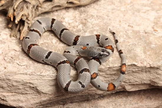 Hudspeth County Texas Gray-banded Kingsnakes Gray-Banded Kingsnake by ...