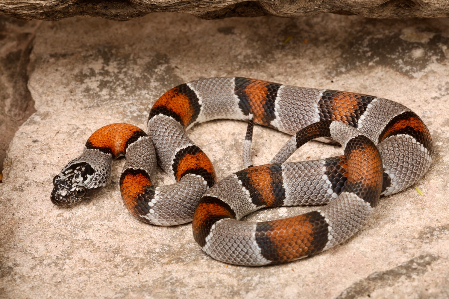 West Langtry Gray-banded Kingsnake by Merker Reptiles - MorphMarket