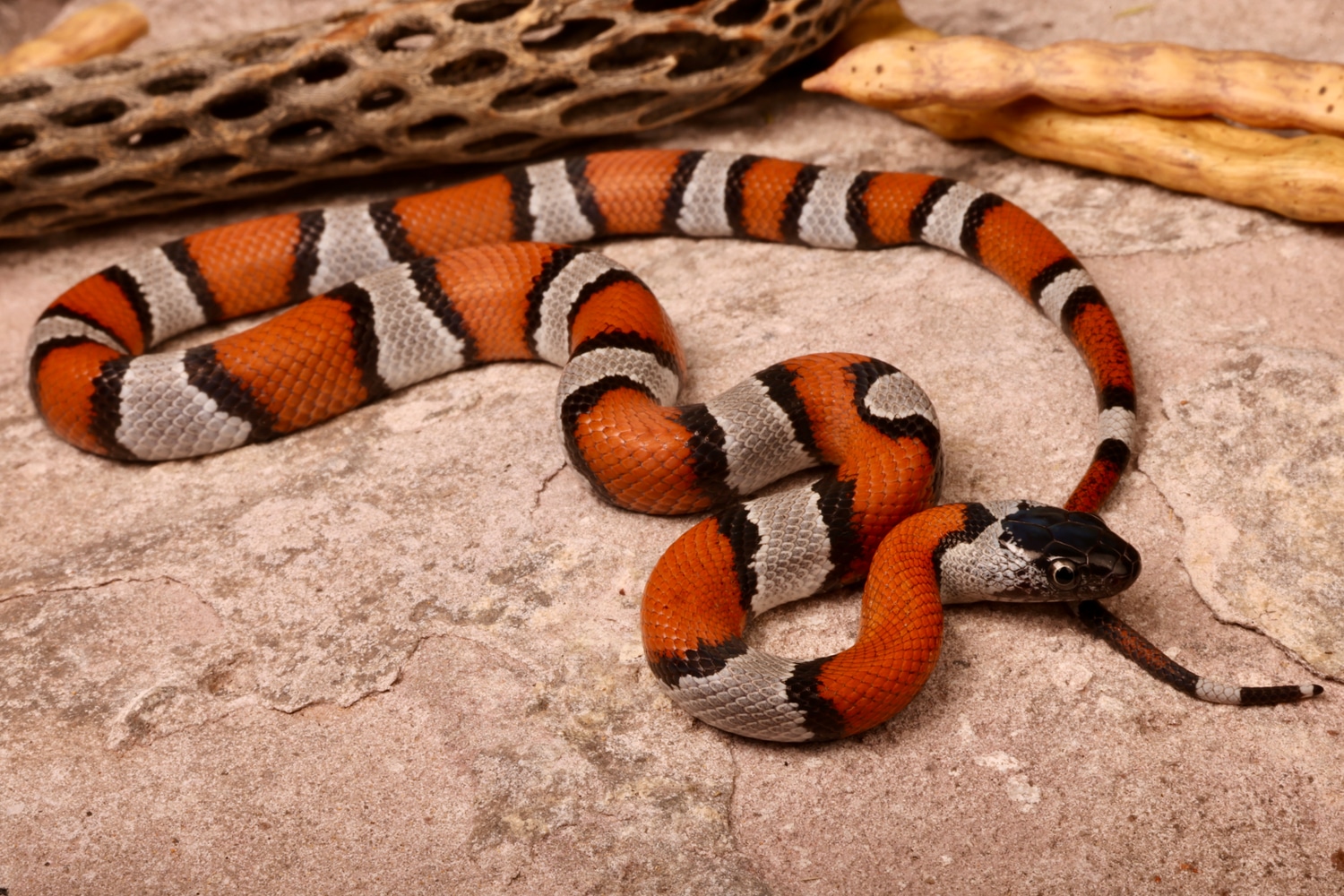 Highway 277 Gray-banded Kingsnake by Merker Reptiles - MorphMarket