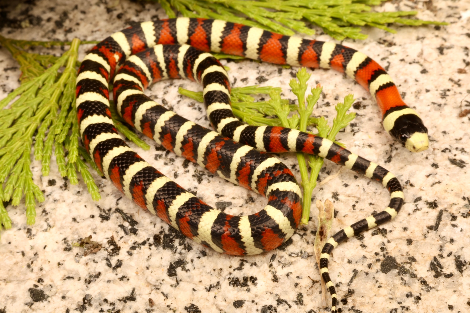 Arizona Mountain Kingsnakes by Merker Reptiles - MorphMarket