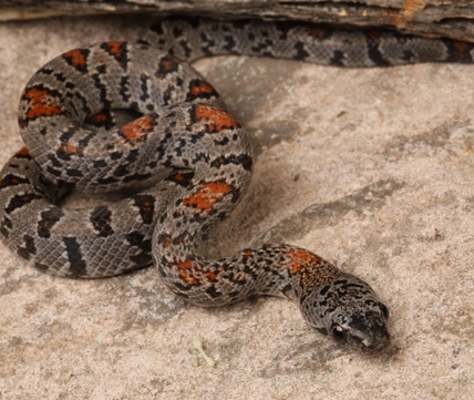 From Langtry, Texas Gray-banded Kingsnake by Merker Reptiles - MorphMarket