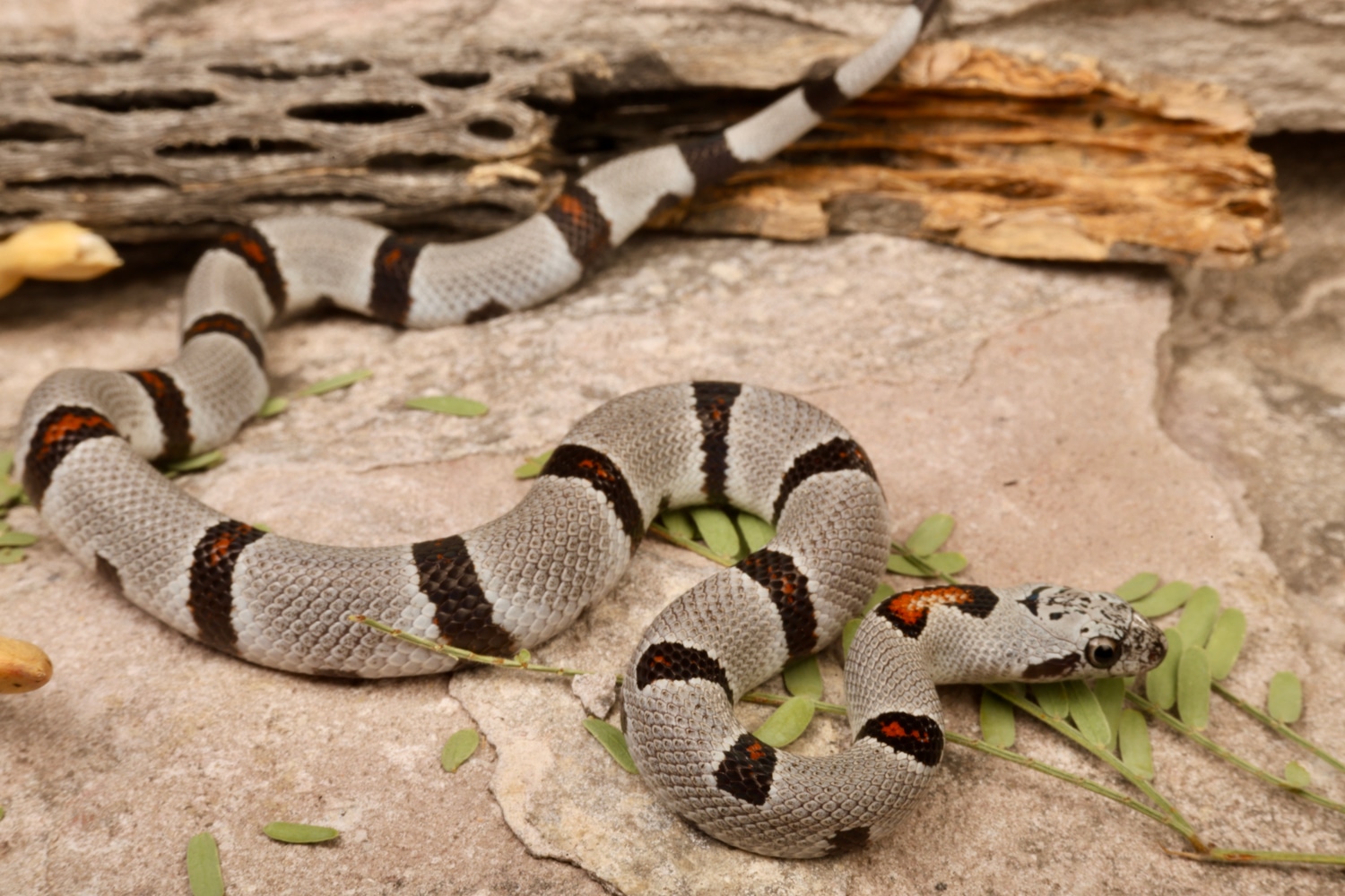 Pair Highway 277 Gray-banded Kingsnakes Gray-Banded Kingsnake by Merker ...