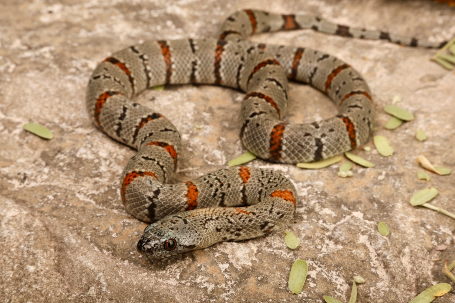 River Road Gray-banded Kingsnakes Gray-Banded Kingsnake by Merker ...