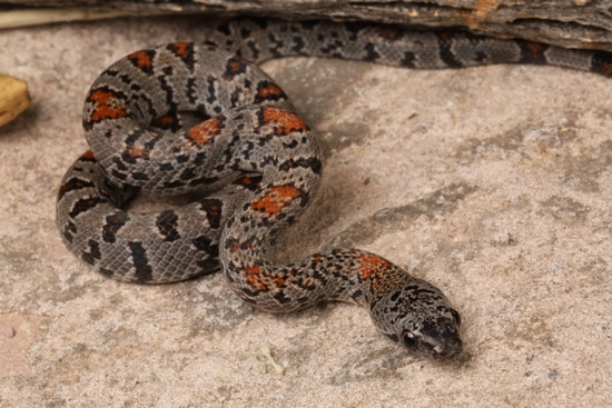 Paisano Canyon (West Alpine, Texas) Gray-banded Kingsnake Gray-Banded ...