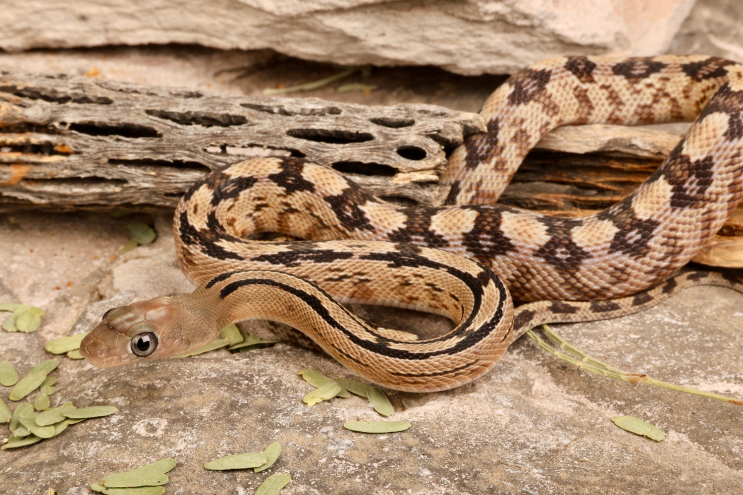 South Alpine Trans-Pecos Rat Snake by Merker Reptiles - MorphMarket