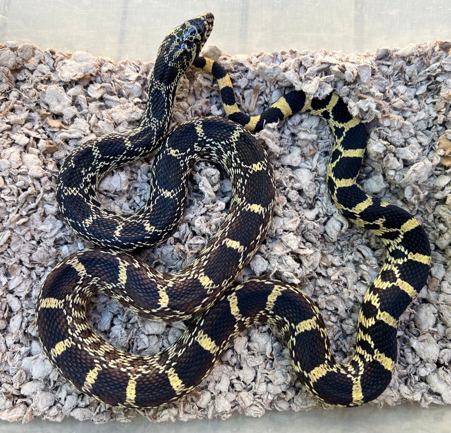 Black Kankakee Female Bullsnake by Glenn’s Natural Morphs - MorphMarket
