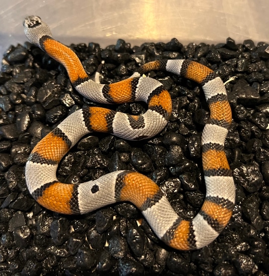 1.1 Gray Banded Kings Juno Road Locale Gray-Banded Kingsnake by Glenn’s ...