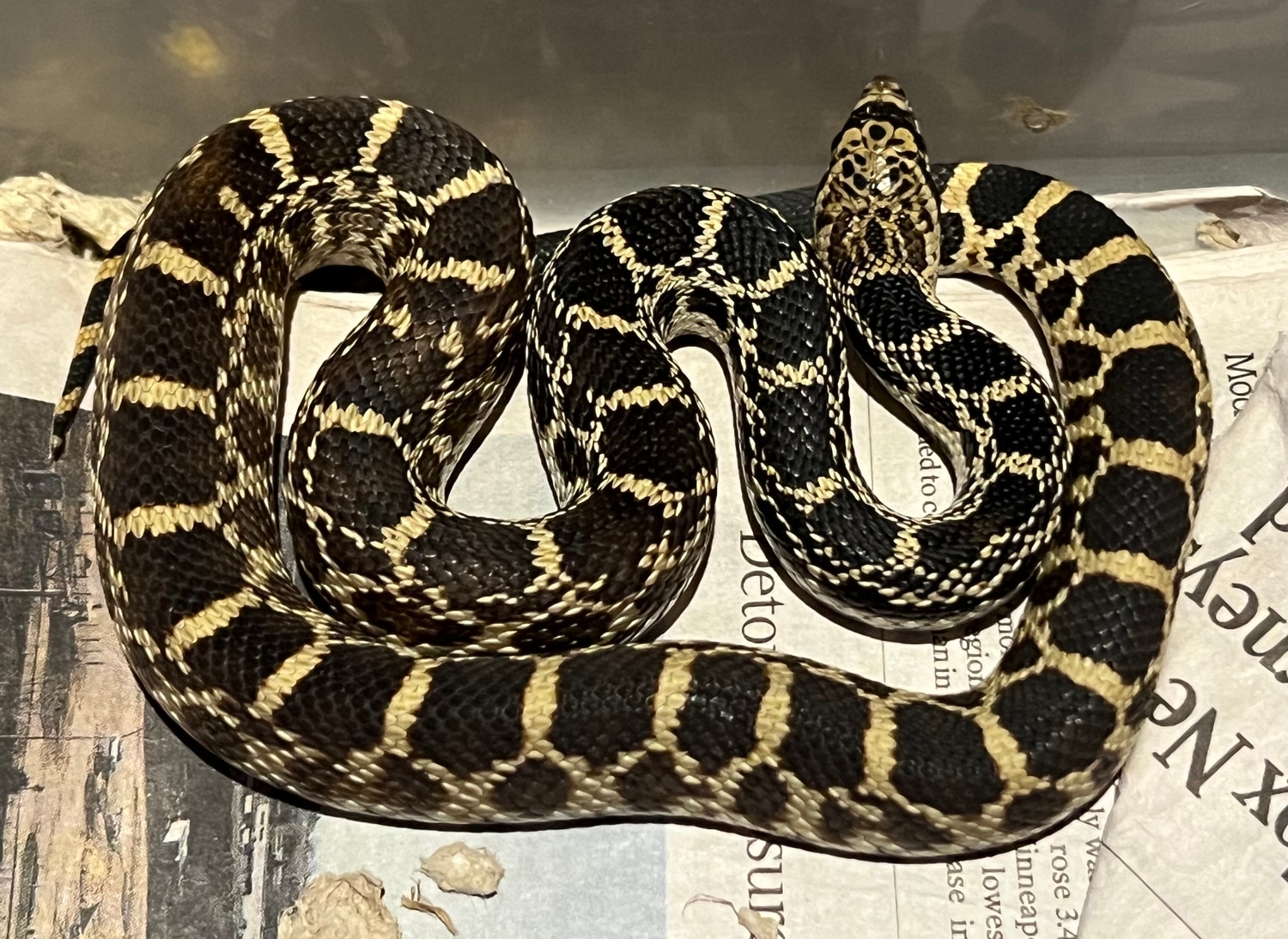 Kankakee Black Bull Pair Sub Adult Bullsnake by Glenn’s Natural Morphs ...