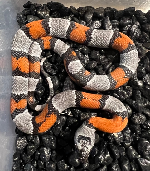 1,1 Juno Road Alterna Gray-Banded Kingsnake by Glenn’s Natural Morphs