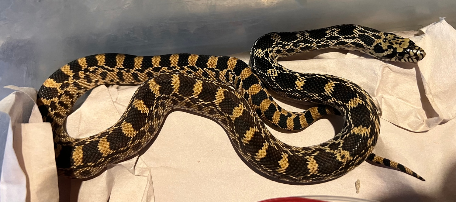 1.1 Kankakee Cb 2023 Bullsnake by Glenn’s Natural Morphs - MorphMarket