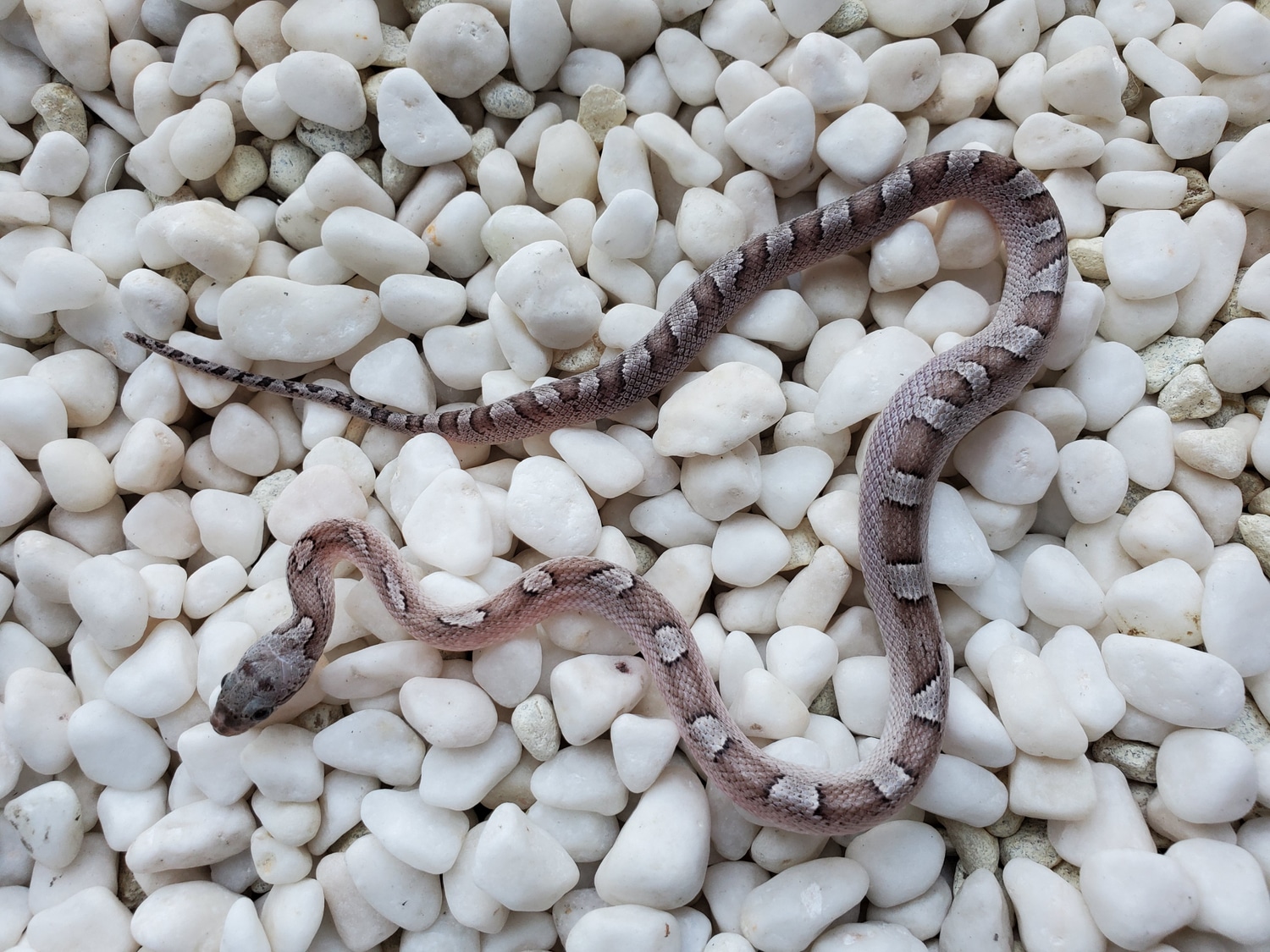Pied Sided Granite (Medium Pied) 66% Ph Lavender 66% Ph Hypo Corn Snake ...