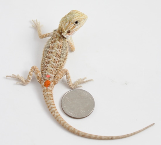 TxMG_13 Female, Hypo., 100% Het. Zero, 66% Pos Het Trans. Central ...