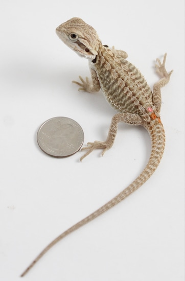 TxMG_16 Female, Leatherback, 100% Het. Zero/Hypo., 66% Het. Trans ...