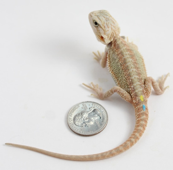 LxW_3 Male, Hypo., Trans., 100% Het. Wero Bearded Dragon by Gnarly Dragons