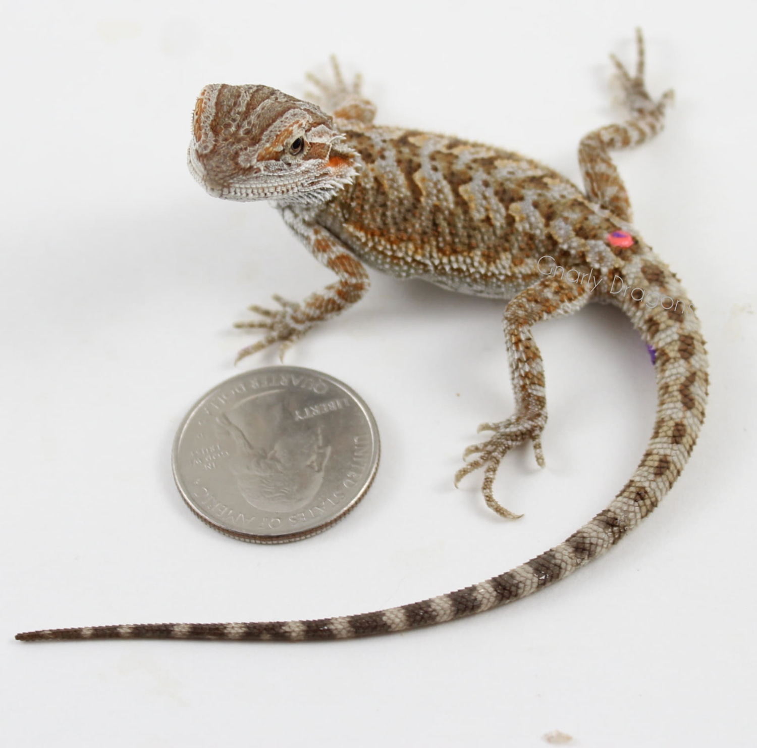 FxW_7 Female, 100% Het Witblits, Hypo, And Trans. Central Bearded ...