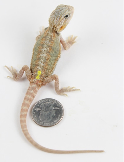 LxW_13 Female, Hypo., Trans., 100% Het Wero Central Bearded Dragon by ...