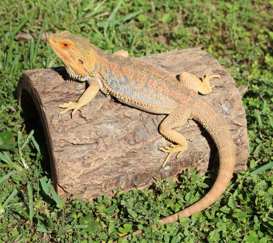 Male, Hypo, Het Trans Central Bearded Dragon by Gnarly Dragons