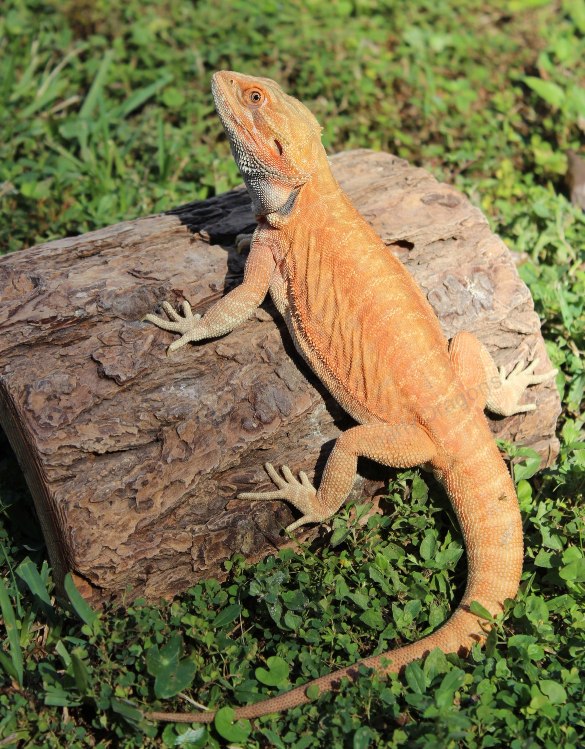Male, Hypo, Leatherback, Het Trans Central Bearded Dragon by Gnarly ...