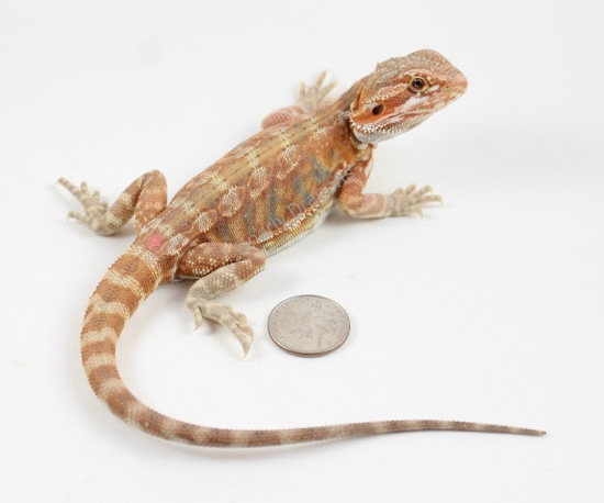 LxY_6 Female, Leatherback, Hypo., 100% Het Trans. Central Bearded ...