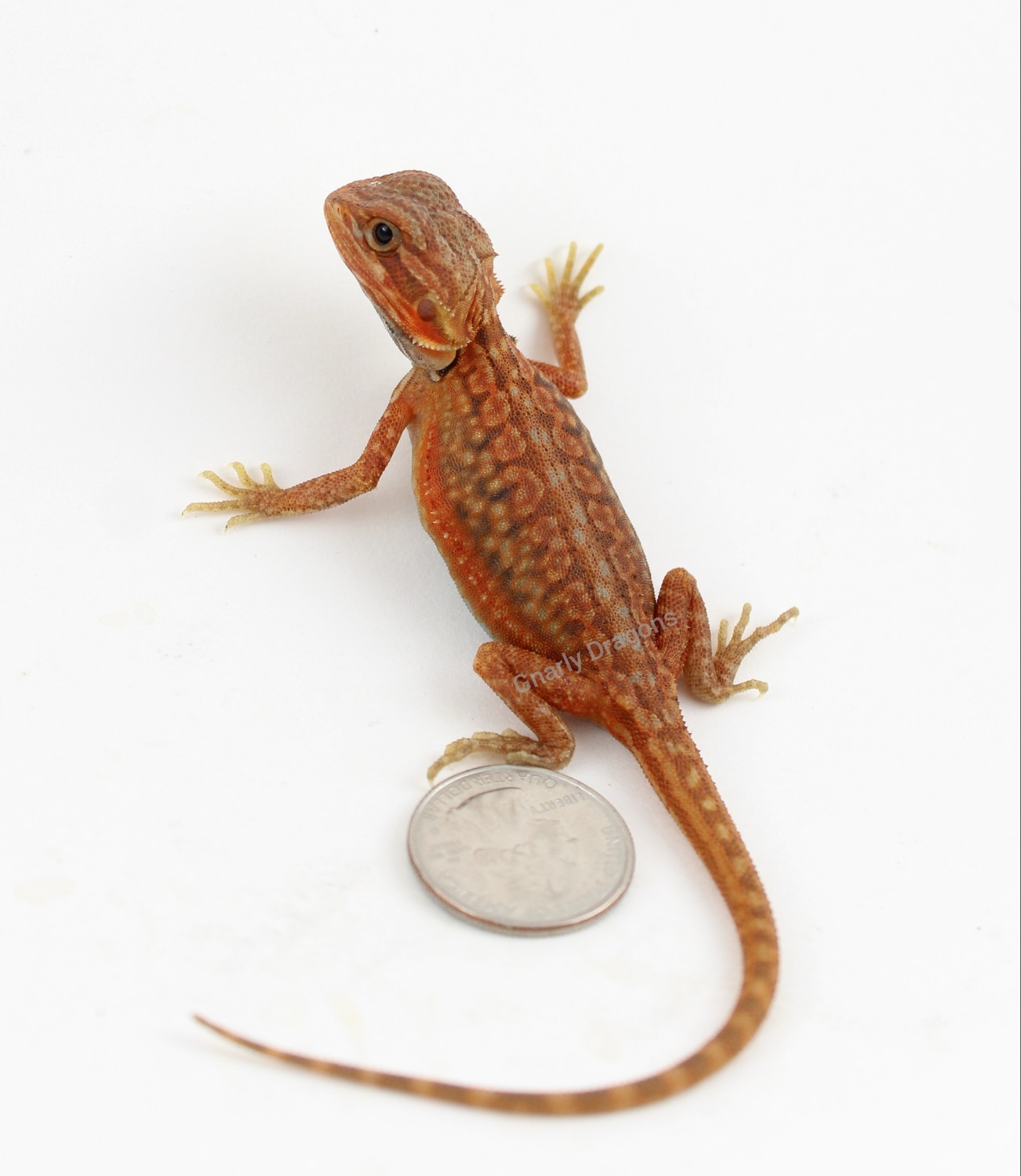 JaxCl_2 Female, Hypo, Trans, Leather, Dunner, Red Central Bearded ...