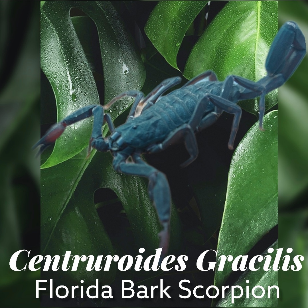 Florida Bark Scorpion by Swamp Creature Exotics - MorphMarket