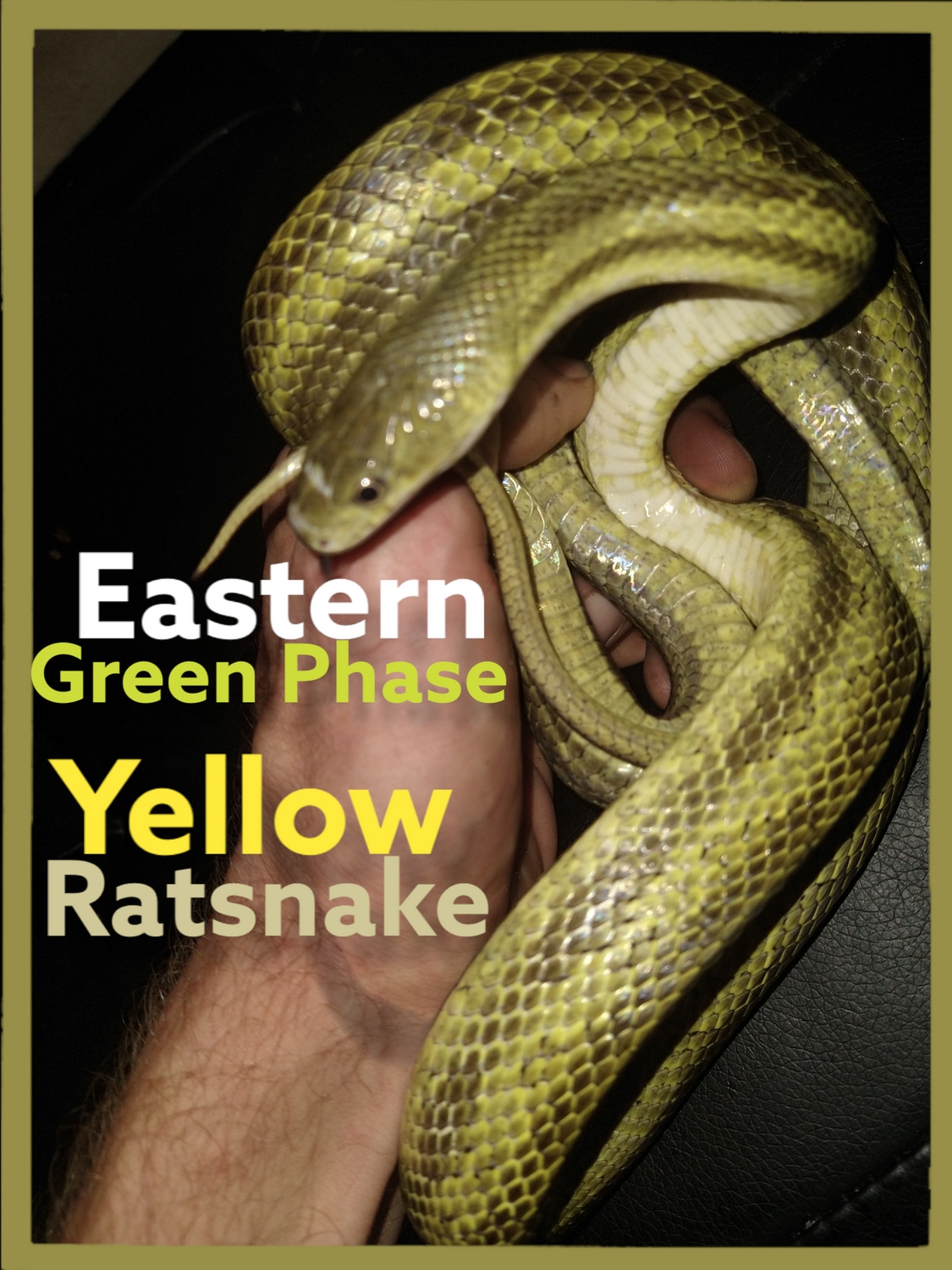 Adult Green Phase Eastern Rat Snake by Swamp Creature Exotics - MorphMarket