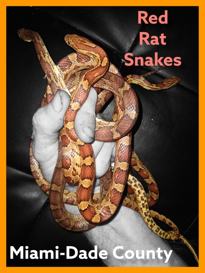 Sub-Adult Red Rat Snakes (Miami-Dade County) Corn Snake by Swamp ...