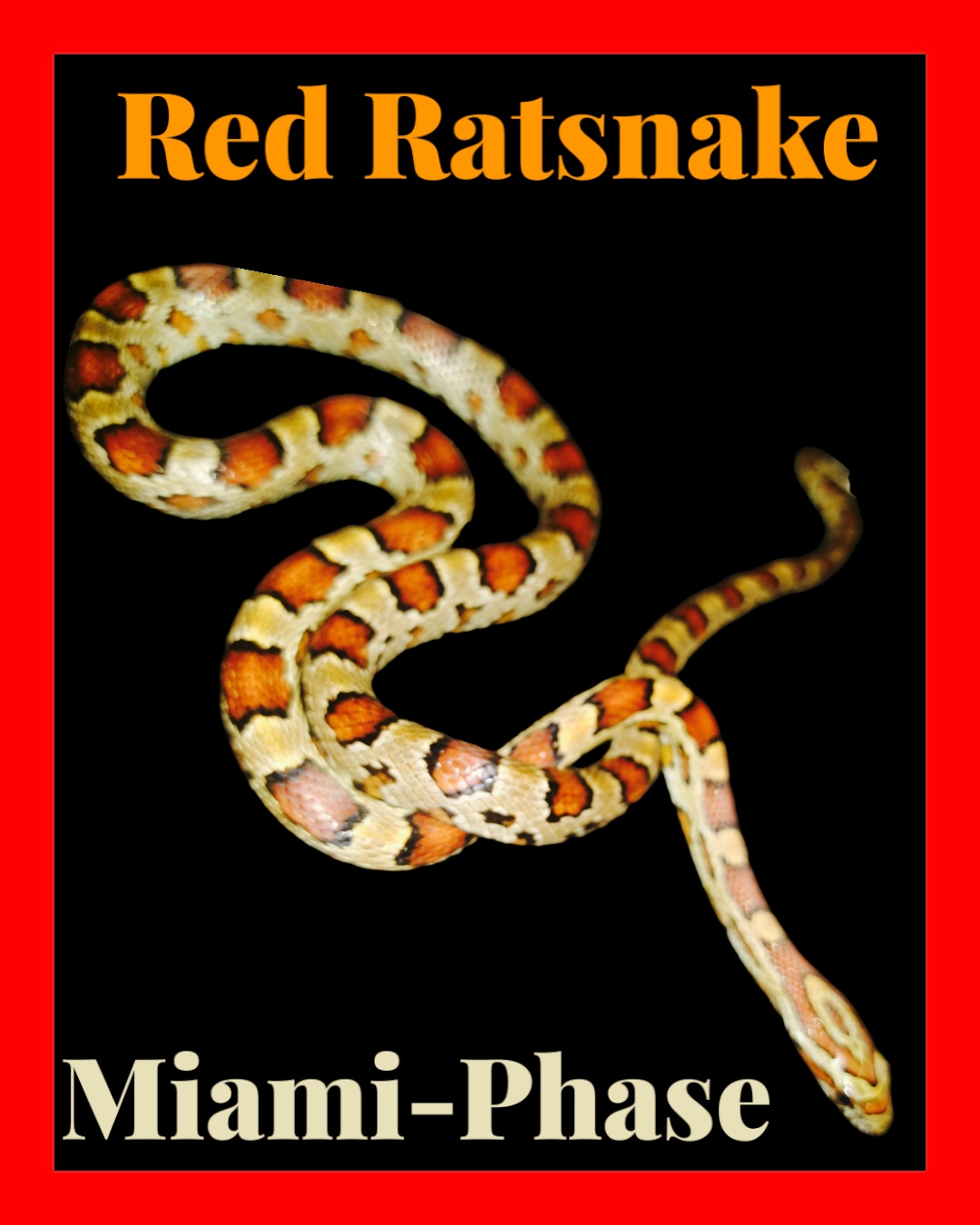 Juvenile Miami-Phase Red Ratsnake (Miami-Dade County) Corn Snake by ...