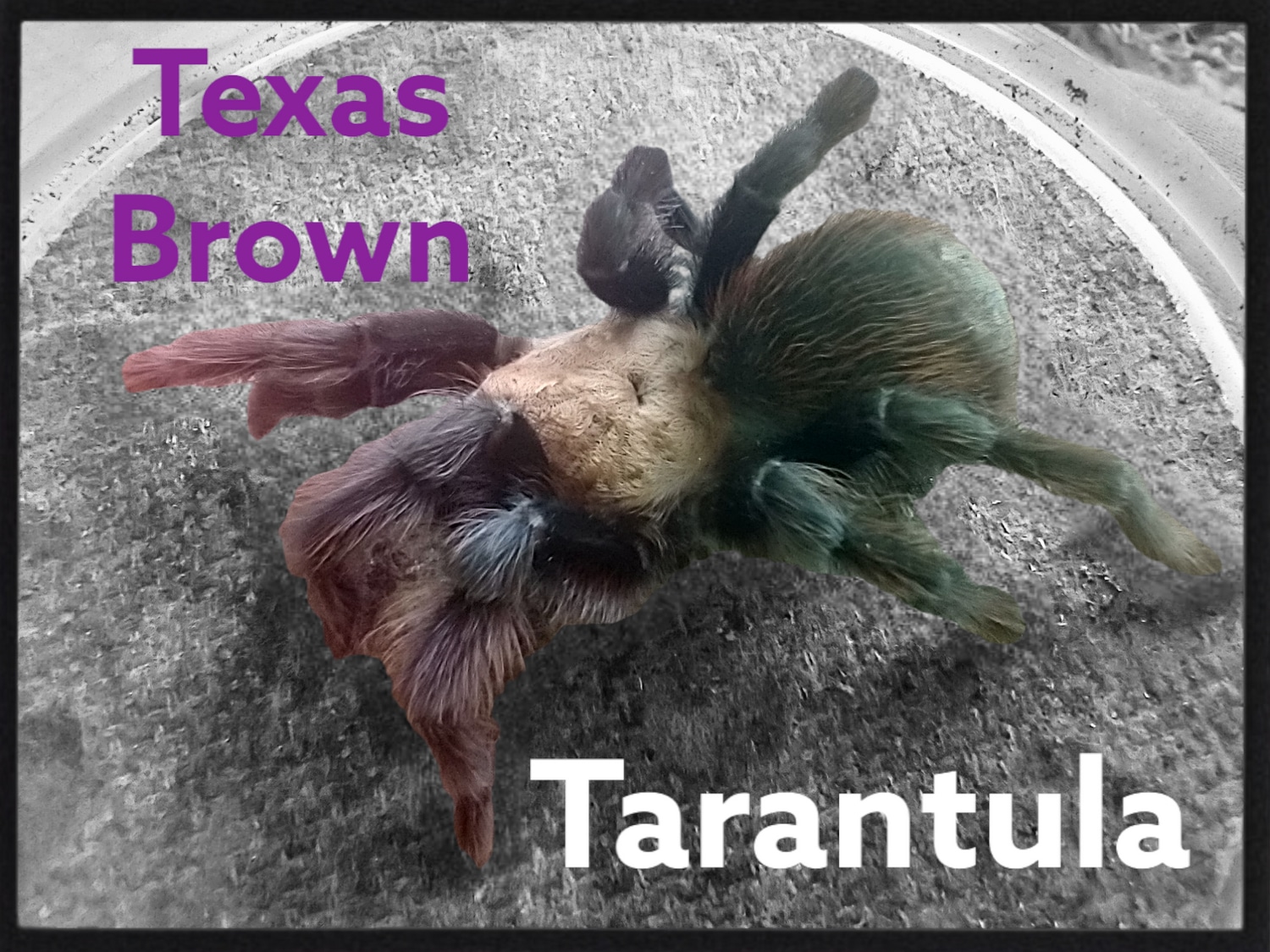Texas Brown Tarantula by Swamp Creature Exotics - MorphMarket