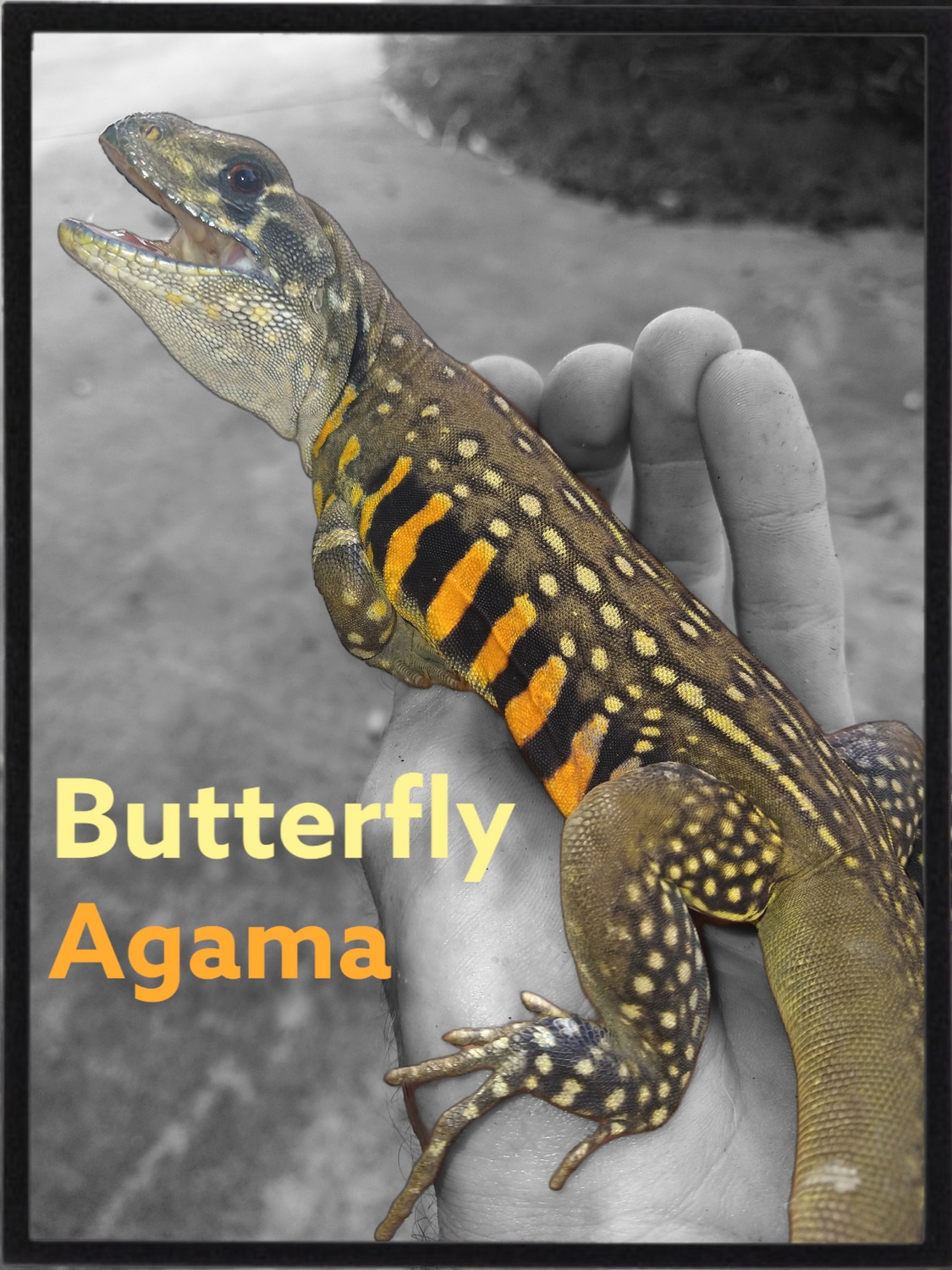 (Leiolepis Belliana) Butterfly Agama Other Lizard by Swamp Creature ...