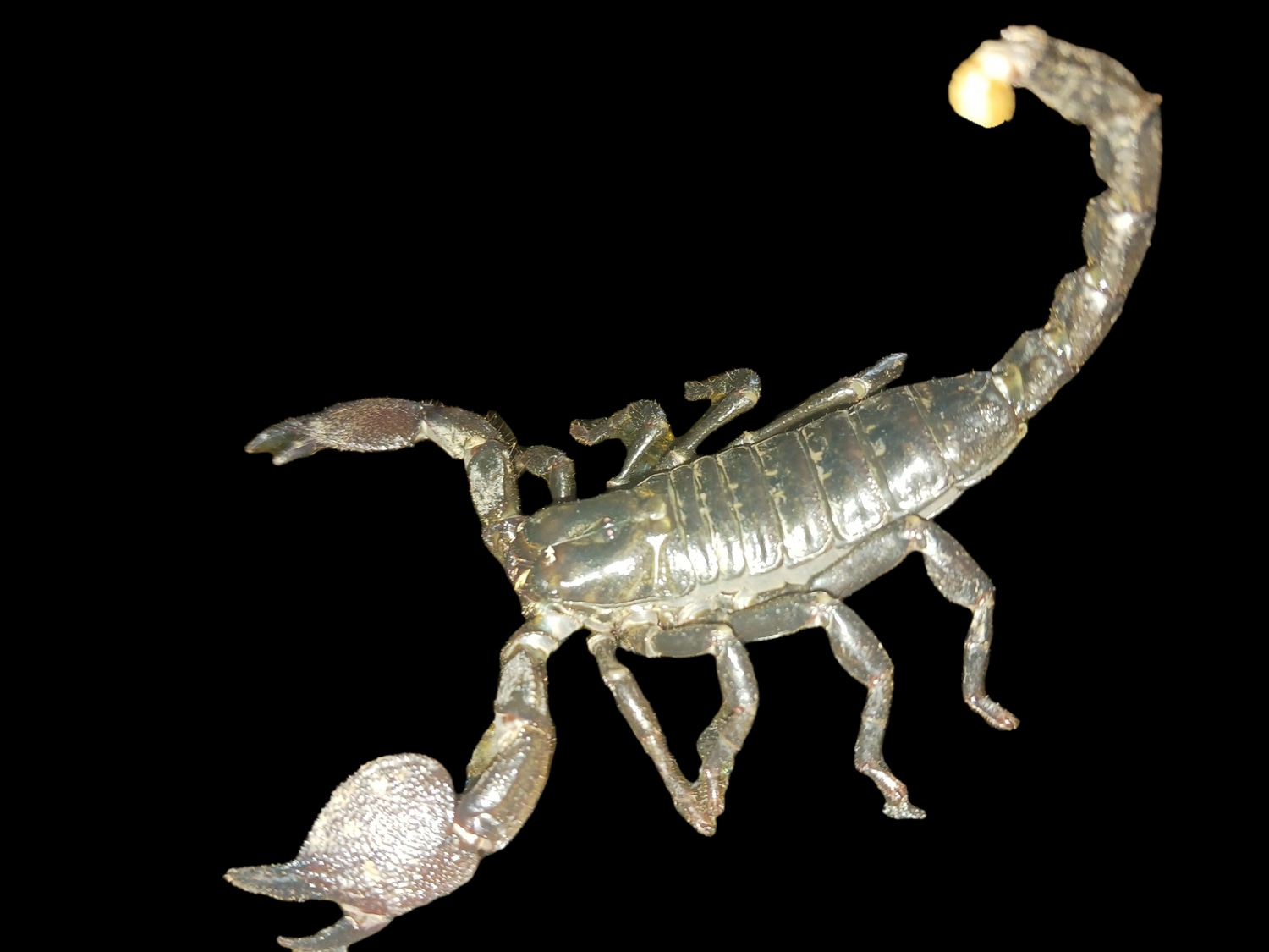 True Emporer Scorpion by Swamp Creature Exotics - MorphMarket