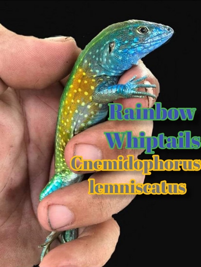 Breeder Group Of Rainbow Whiptails Whiptail Lizard by Swamp Creature ...