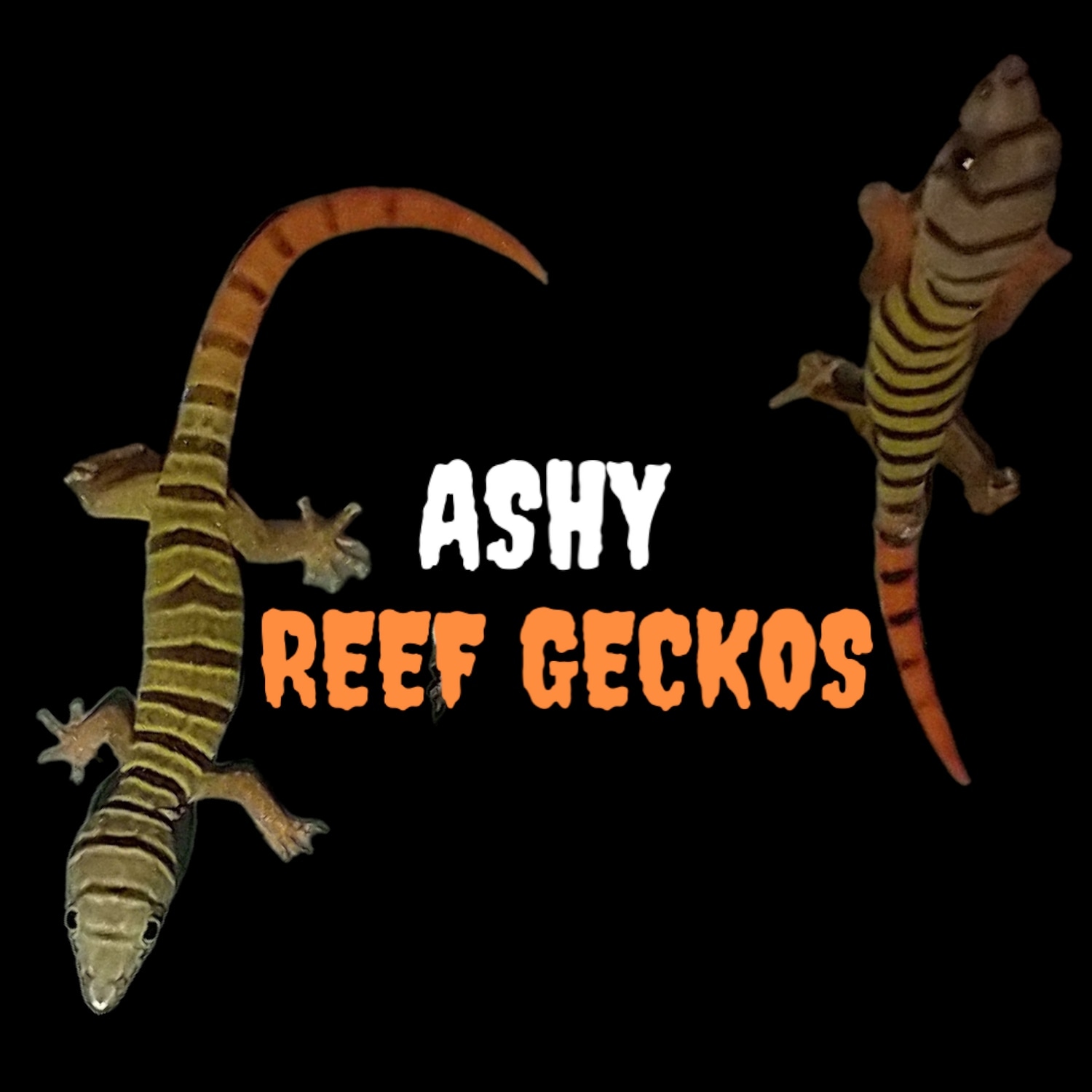 Sphaerodactylus Elegans - Ashy Reef Geckos More Gecko by Swamp Creature ...
