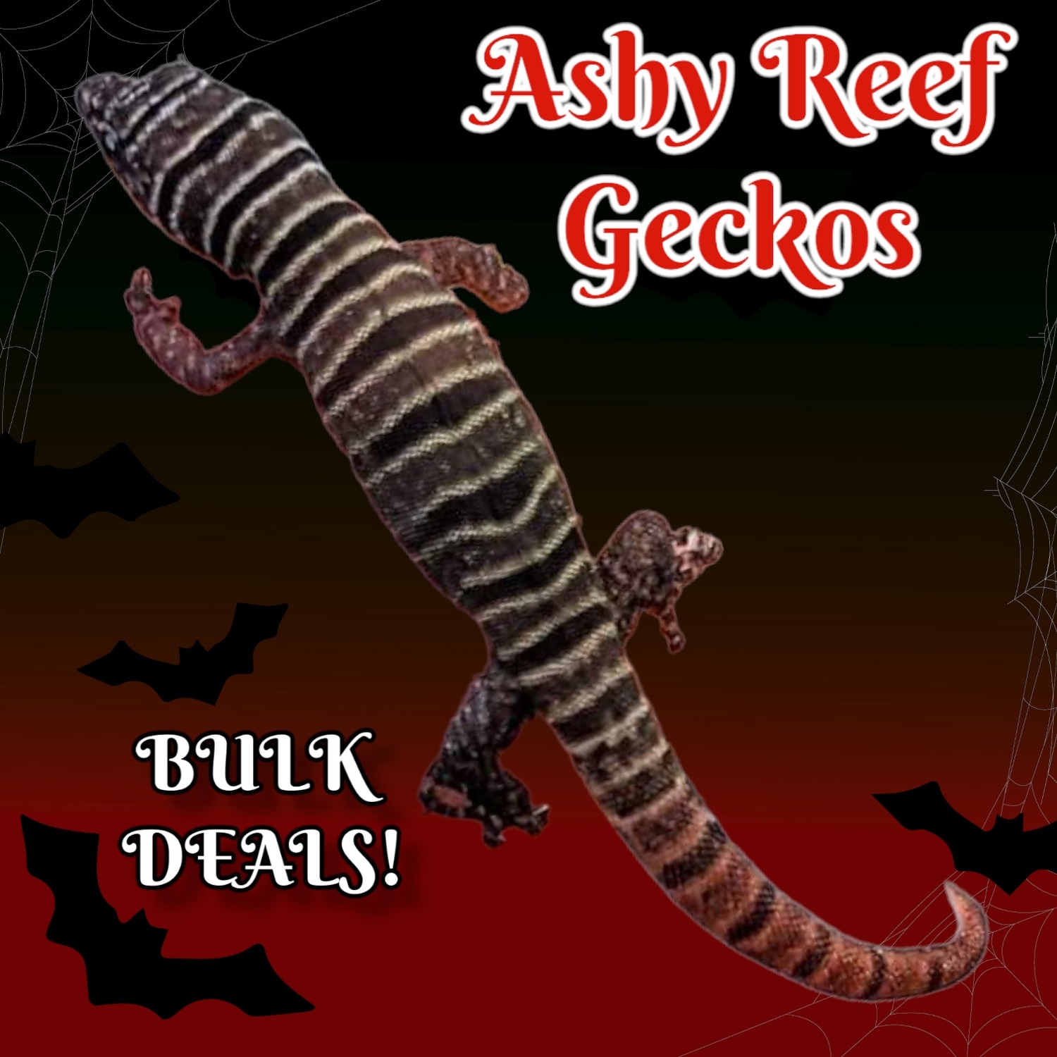 Sphaerodactylus Elegans - Ashy Reef Geckos Other Gecko by Swamp ...