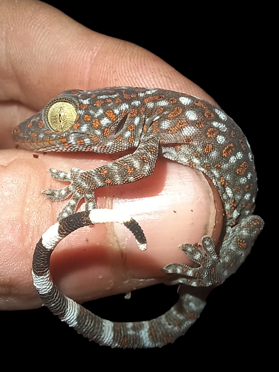 Hatchling Babies! Tokay Gecko by Swamp Creature Exotics - MorphMarket