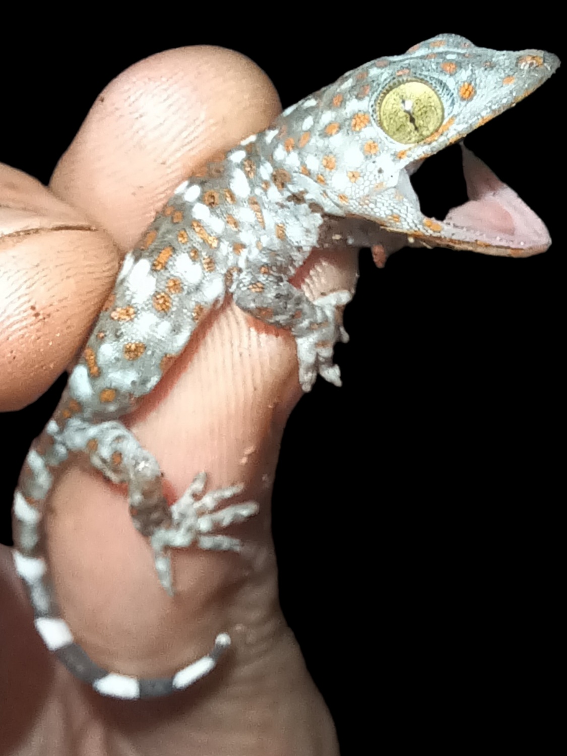 Hatchling Babies! Tokay Gecko by Swamp Creature Exotics - MorphMarket